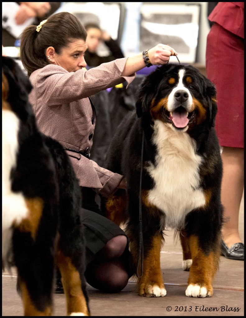 6 fool-proof ways to shoot great dog show photographs